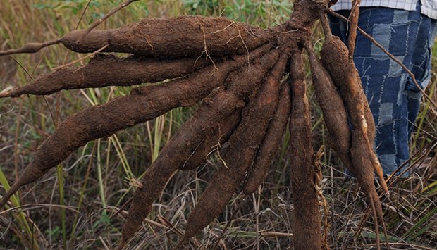 Angola quer explorar potencial da mandioca - Plataforma Media