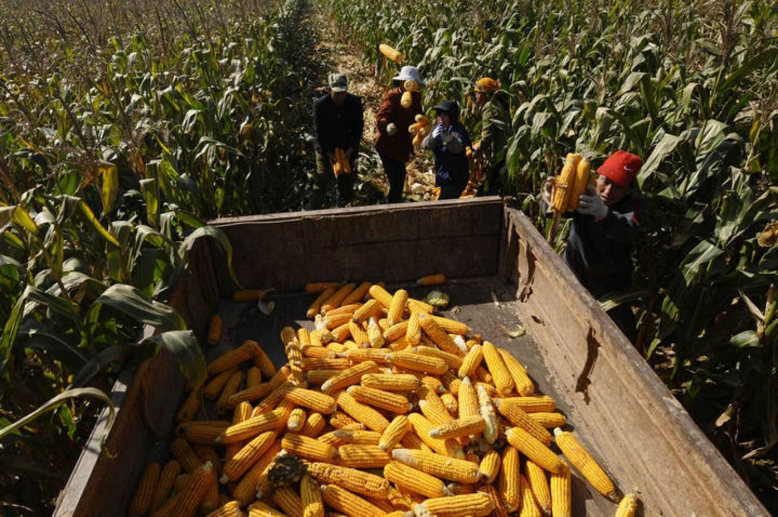 Chinese group to produce corn, soybeans in Angola