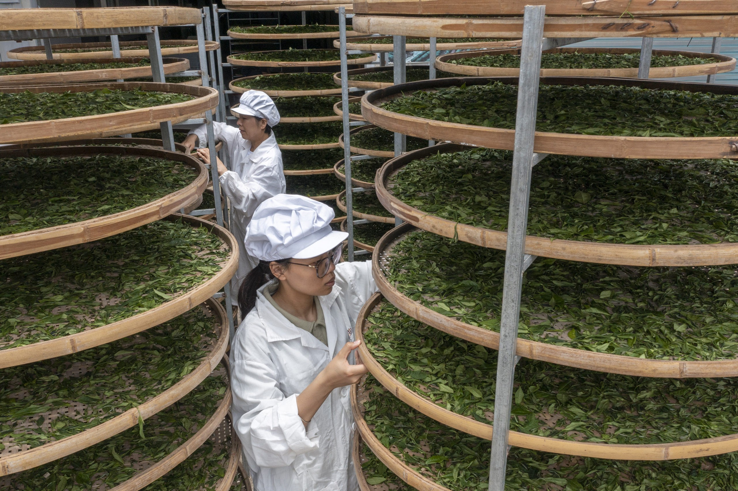 Tradicional produção de chá da China entra na lista do património ...