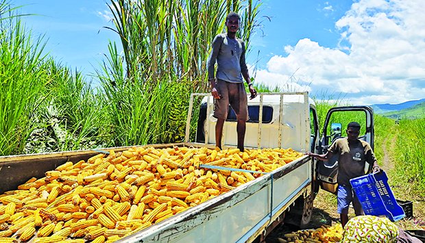 Mercado angolano atinge auto-suficiência na produção e oferta de milho ...