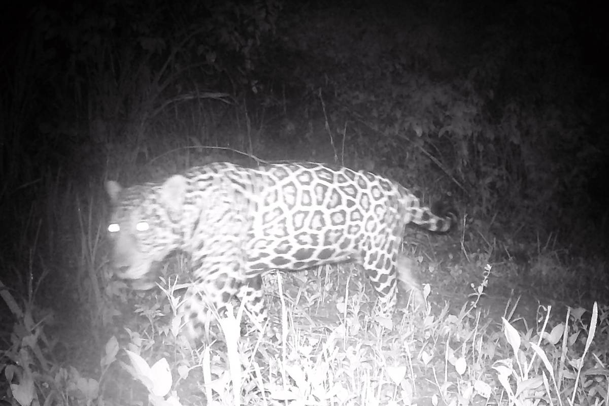 Jaguar Spotted in Rio de Janeiro for the First Time in 50 Years ...